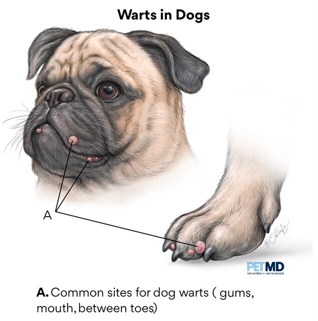 Are Dog Warts Contagious To Cats Are Dog Warts Contagious To Cats
