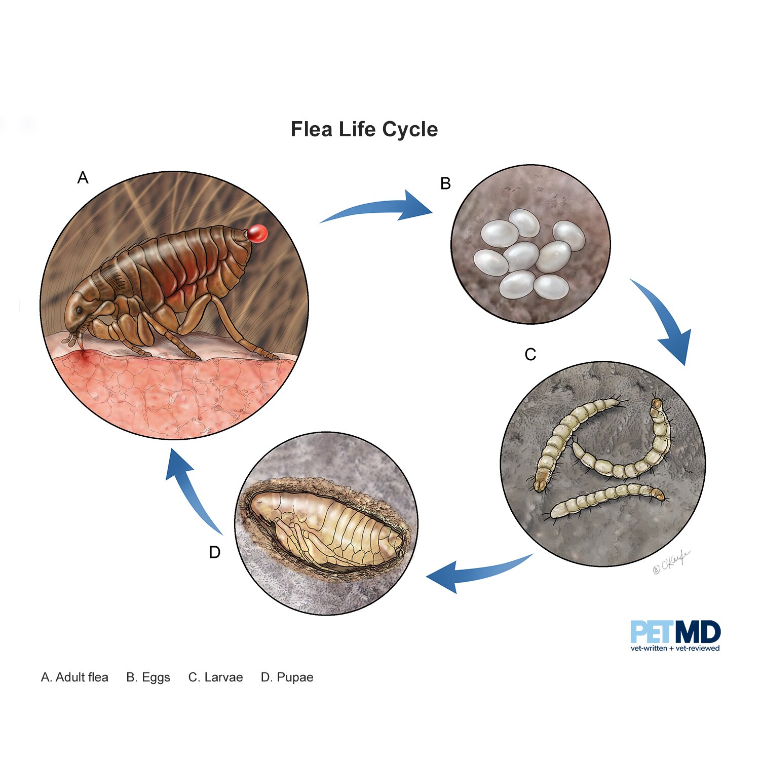 Flea Life Cycle Pictures Piercing Webzine Ajax Flea Life Cycle Pictures Piercing Webzine Ajax