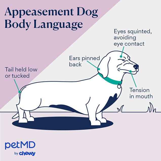 Calm Posture Canine Behavior How To Read Your Dog s Body Language 6 Calm Posture Canine Behavior How To Read Your Dog s Body Language 6