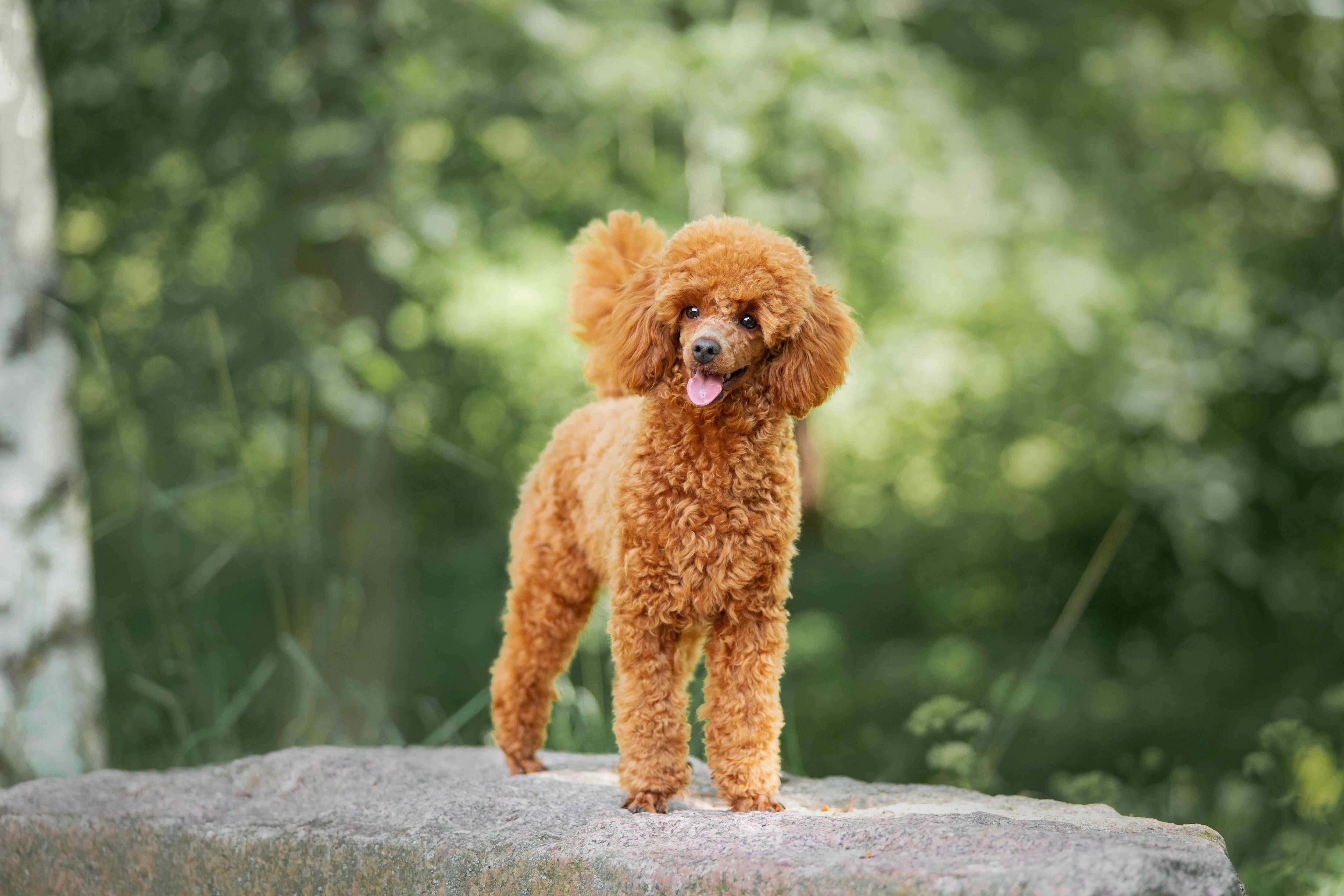 Miniature Poodle Dog Breed Health And Care PetMD Miniature Poodle Dog Breed Health And Care PetMD