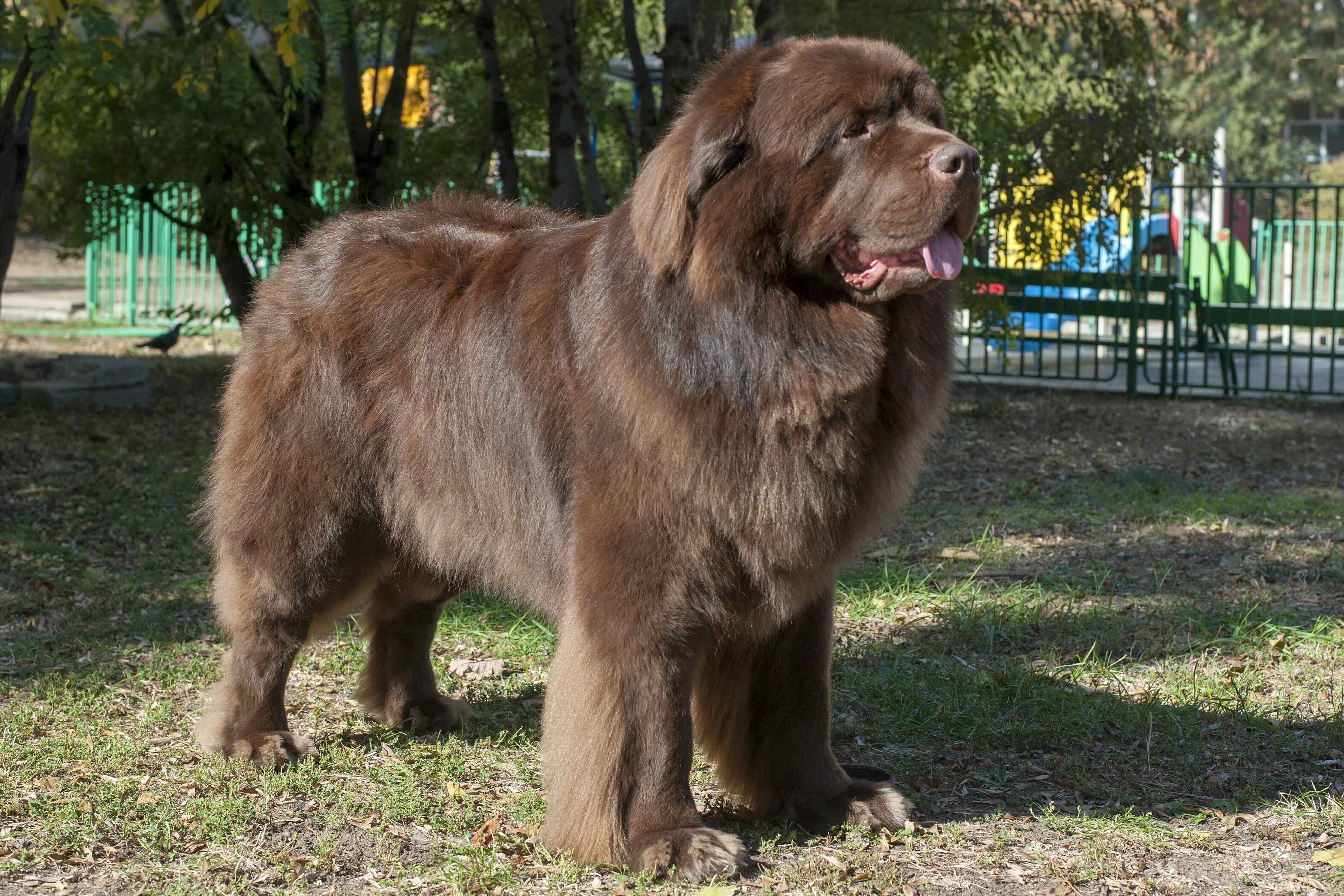 Newfoundland Dog Breed Health And Care PetMD Newfoundland Dog Breed Health And Care PetMD