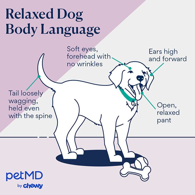 Labrador Retriever Body Language These Adorable Puppies May Help Labrador Retriever Body Language These Adorable Puppies May Help