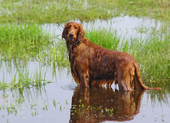 Do English Setters Like To Swim