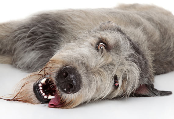10 Most Common Health Issues for Giant Dogs | PetMD