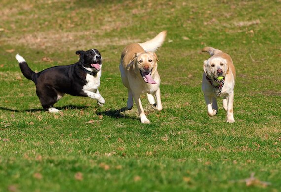 20 Spring Dangers That Can Affect Your Pet | PetMD