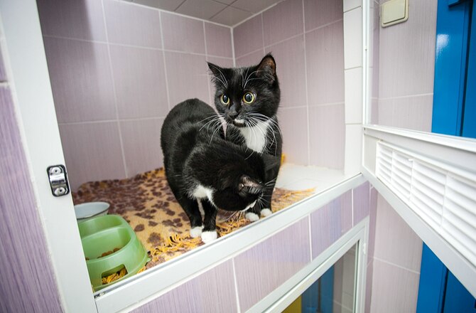 Leaving Your Cat Alone: 9 Things You Need to Know | PetMD