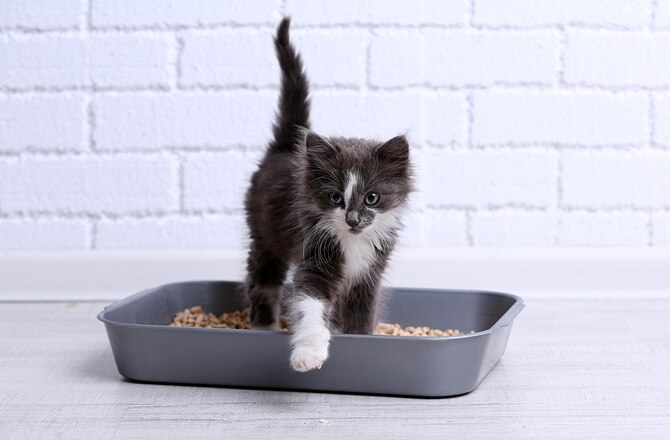 Leaving Your Cat Alone: 9 Things You Need to Know | PetMD