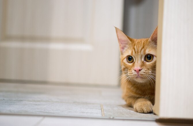Leaving Your Cat Alone: 9 Things You Need to Know | PetMD