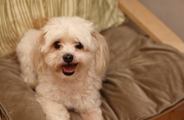 5 Common Health Issues for Small Dogs | PetMD