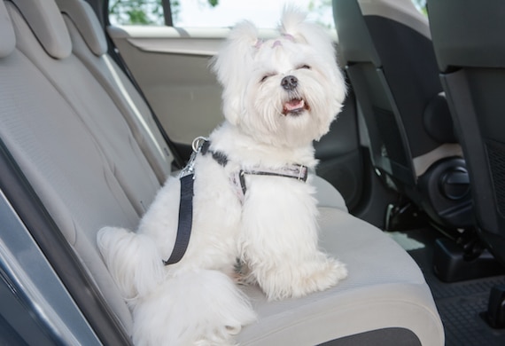 20 Spring Dangers That Can Affect Your Pet | PetMD