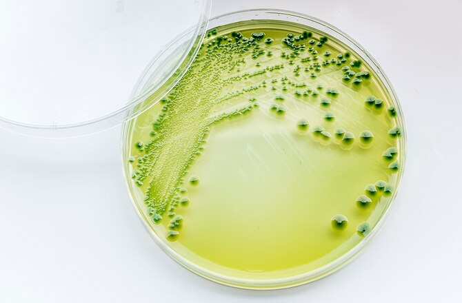 6 Types of Bacteria That Can Affect Your Pet | PetMD