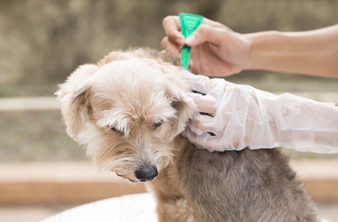 6 Types of Bacteria That Can Affect Your Pet | PetMD