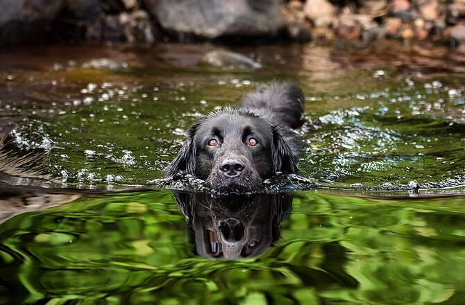 6 Types of Bacteria That Can Affect Your Pet | PetMD