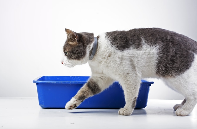 9 Common Cat Behavior Problems (and How to Fix Them) | PetMD