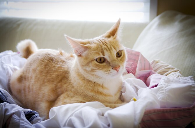 9 Common Cat Behavior Problems (and How to Fix Them) | PetMD