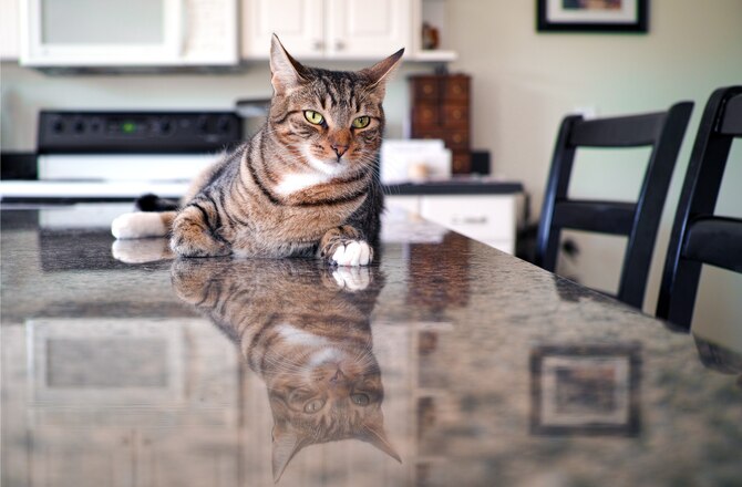 9 Common Cat Behavior Problems (and How to Fix Them) | PetMD