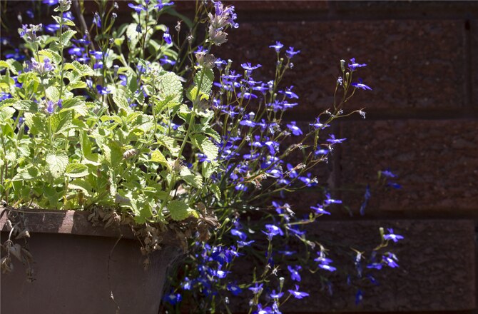 7 Surprising Facts About Catnip | PetMD