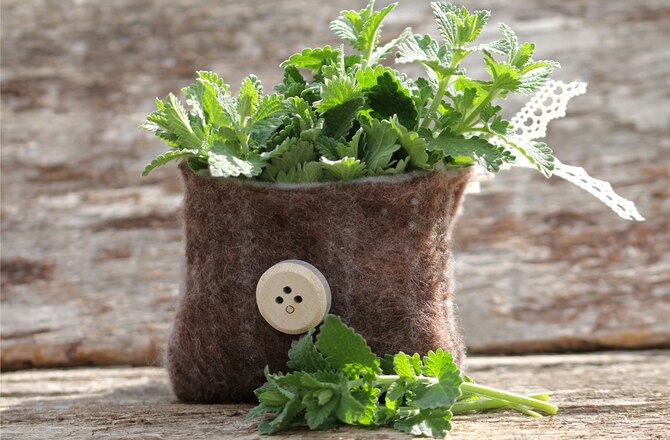 7 Surprising Facts About Catnip | PetMD