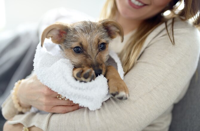 7 Ways to Clean Your Dog’s Paws | PetMD