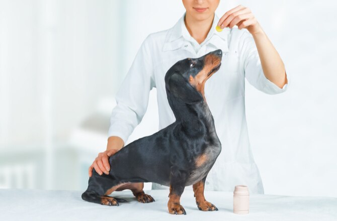 Back Problems in Dachshunds | PetMD