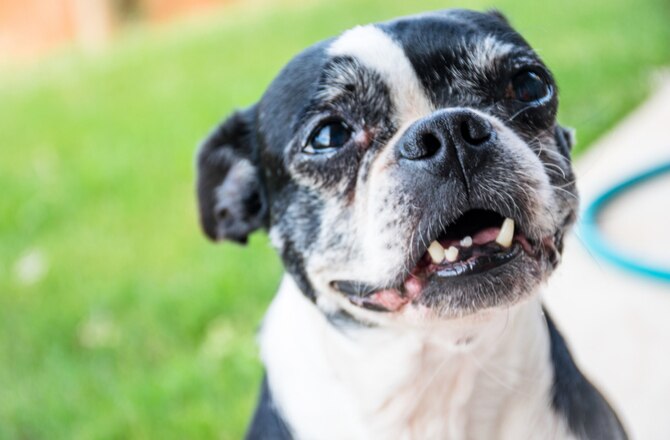 7 Ways to Prevent and Treat Canine Knee Injuries | PetMD