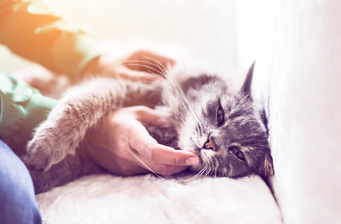 7 Signs Your Cat May Need a Feline Companion | PetMD