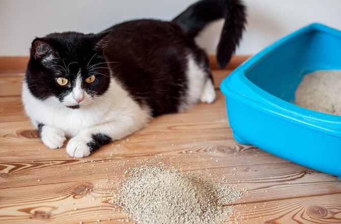 7 Signs Your Cat May Need a Feline Companion | PetMD