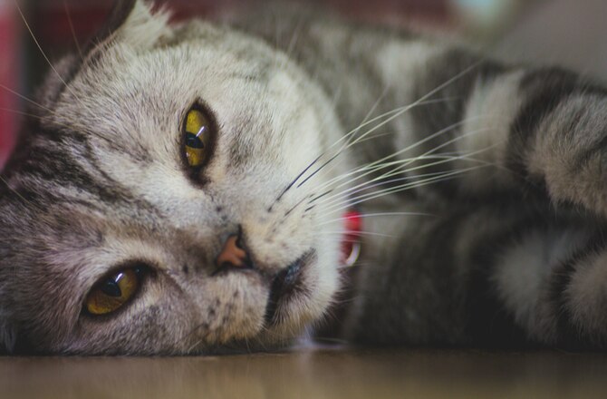 7 Signs Your Cat May Need a Feline Companion | PetMD