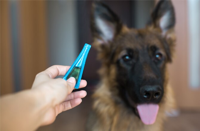 10 Pet Hygiene Tips You Should Be Following | PetMD