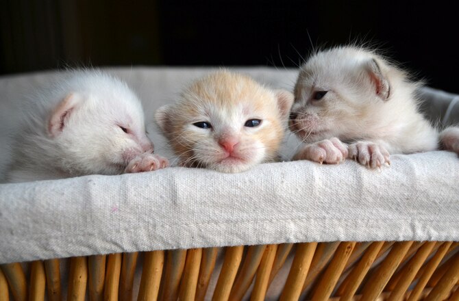 10 Interesting Facts About Newborn Kittens | PetMD