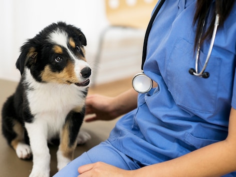 Laparoscopic Spay for Dogs and Cats | PetMD