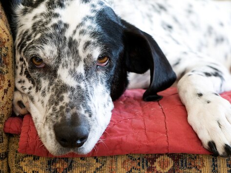 How to Examine Your Dog at Home | PetMD