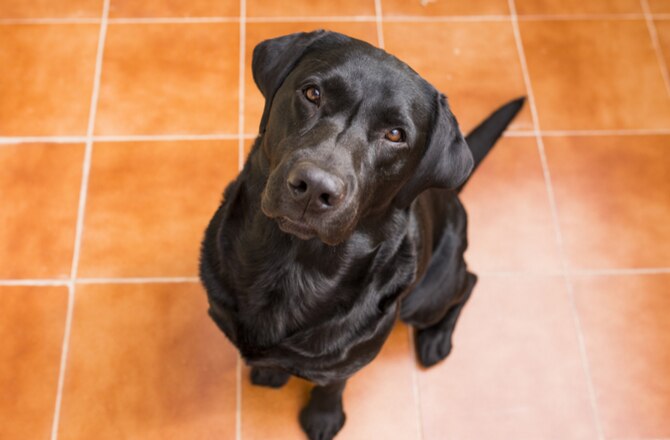 5 Types of Skin Cancer in Dogs | PetMD