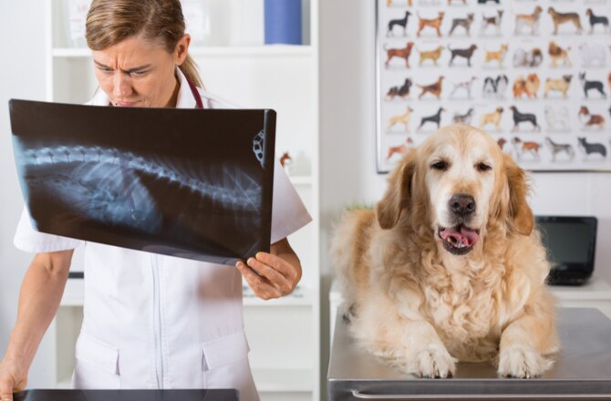 5 Types of Skin Cancer in Dogs | PetMD