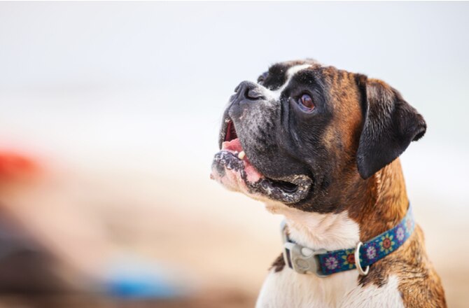 5 Types of Skin Cancer in Dogs | PetMD