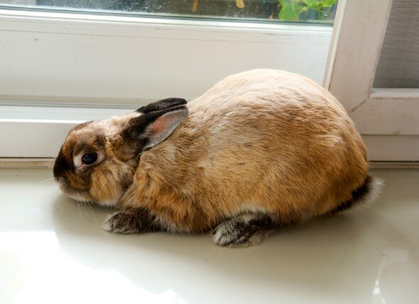 Cloudy Eye in Rabbits | PetMD