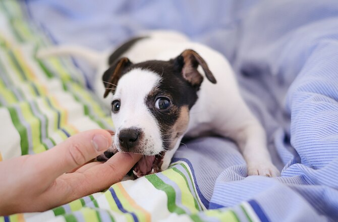 6 Common Puppy Actions and What They Mean | PetMD