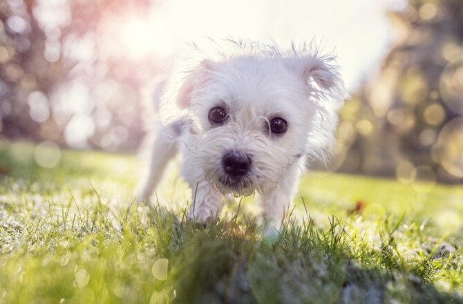 6 Common Puppy Actions and What They Mean | PetMD