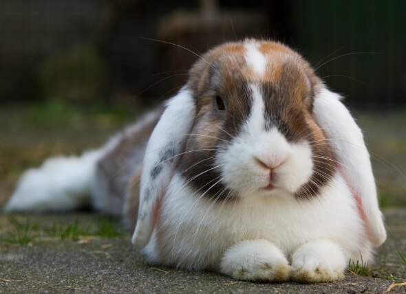 Why is My Rabbit So Fat? Controlling Your Small Animal’s Weight | PetMD