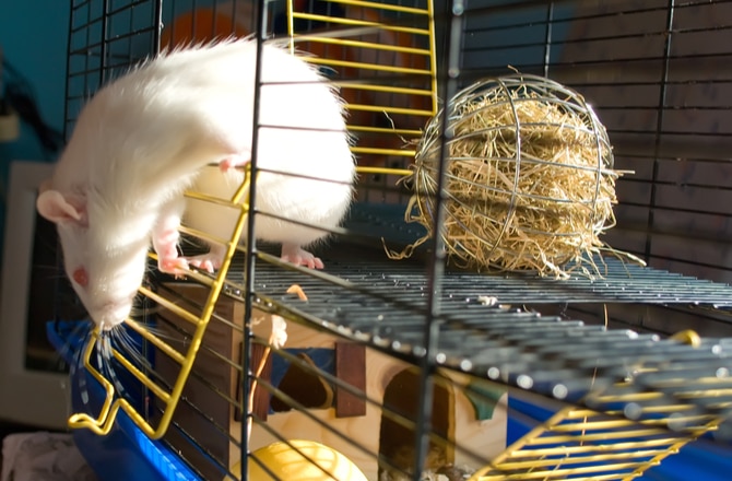 The Best and Coolest Rat Cages | PetMD