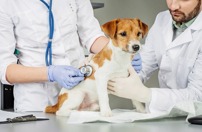 6 Reasons to See a Veterinary Cardiologist | PetMD