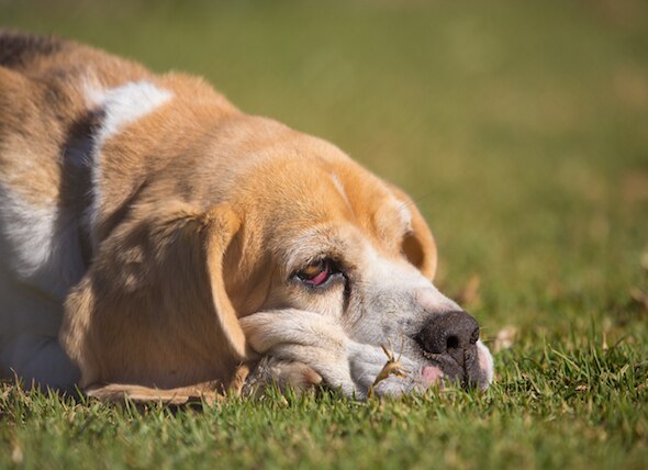 Diseases of the Orbit of the Eye in Dogs | PetMD
