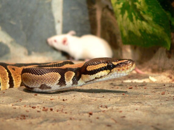 7 Terrarium Dangers for Reptiles | PetMD