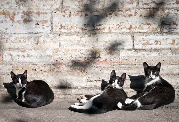 Helping Homeless Cats | PetMD