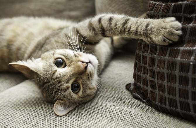 6 Easy Ways to Improve Your Cat’s Skin | PetMD