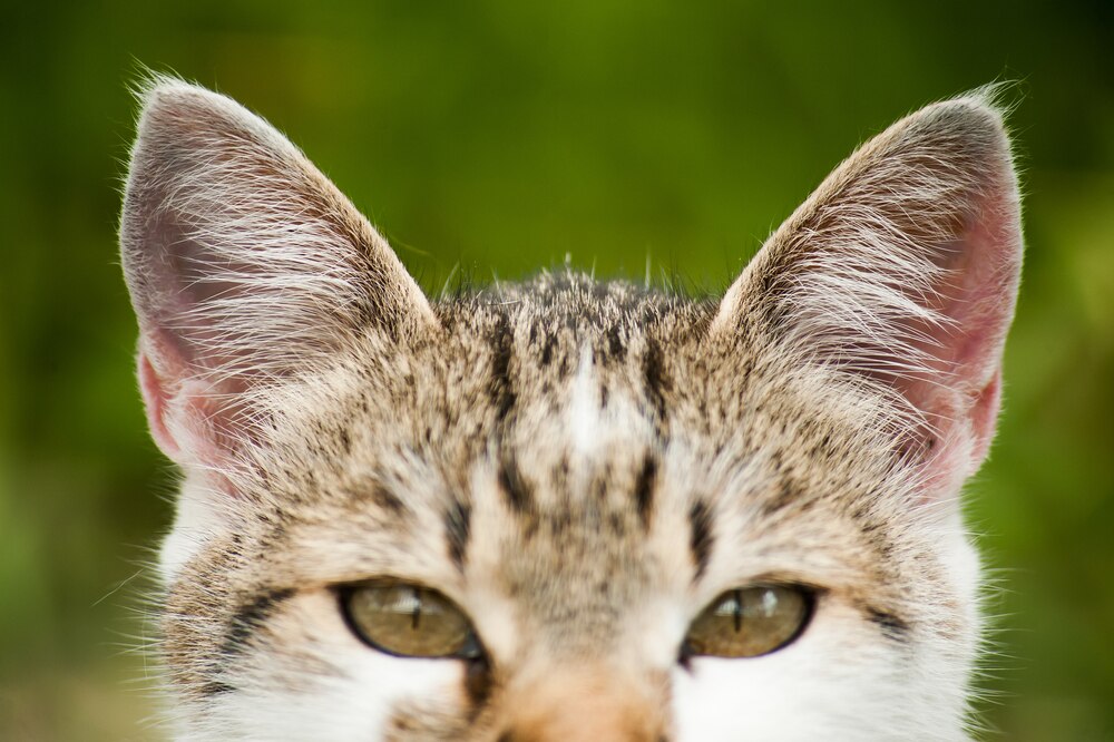 How a Cat Communicates | PetMD