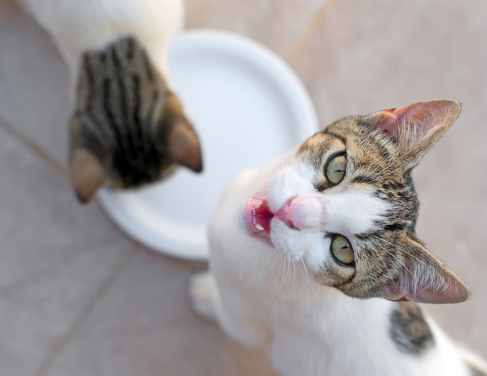 How a Cat Communicates | PetMD