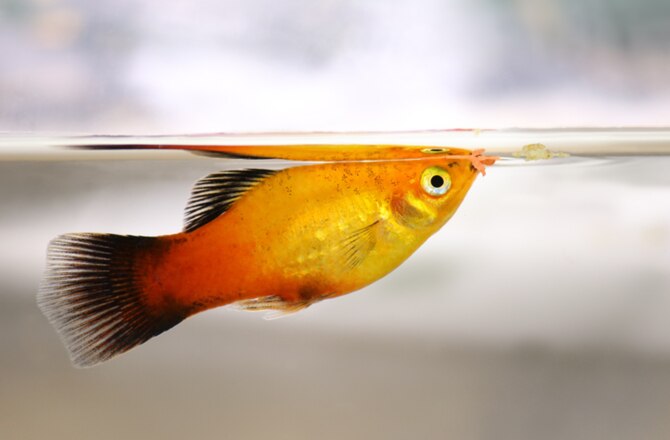 10 Mistakes Fish Owners Make | PetMD