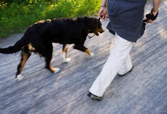 Top Ten Health Benefits Walking Provides Your Pet | PetMD