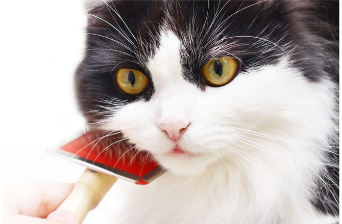 6 Easy Ways to Improve Your Cat’s Skin | PetMD